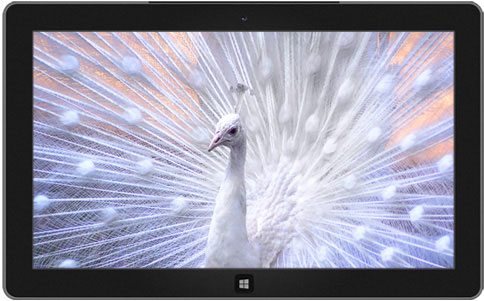 30 Amazing Free Windows 10 Themes of the Animal Kingdom (For Animal Lovers)