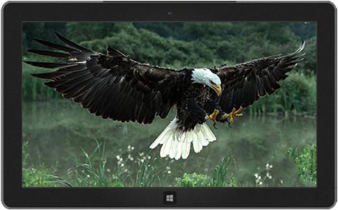 30 Amazing Free Windows 10 Themes of the Animal Kingdom (For Animal Lovers)
