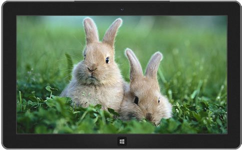 30 Amazing Free Windows 10 Themes of the Animal Kingdom (For Animal Lovers)