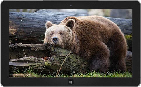 30 Amazing Free Windows 10 Themes of the Animal Kingdom (For Animal Lovers)