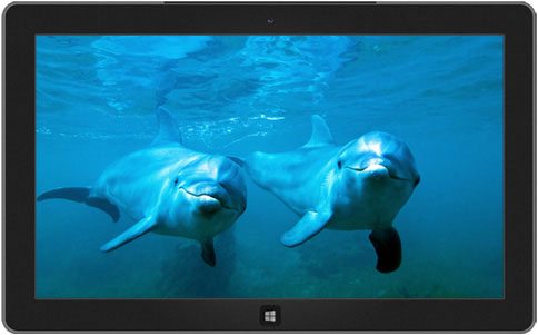 30 Amazing Free Windows 10 Themes of the Animal Kingdom (For Animal Lovers)