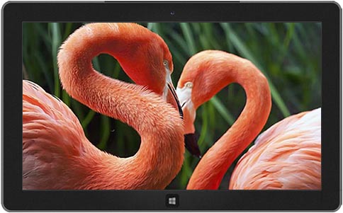 30 Amazing Free Windows 10 Themes of the Animal Kingdom (For Animal Lovers)