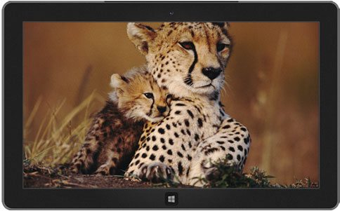 30 Amazing Free Windows 10 Themes of the Animal Kingdom (For Animal Lovers)