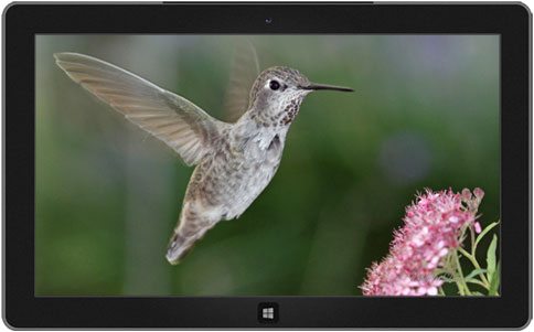30 Amazing Free Windows 10 Themes of the Animal Kingdom (For Animal Lovers)