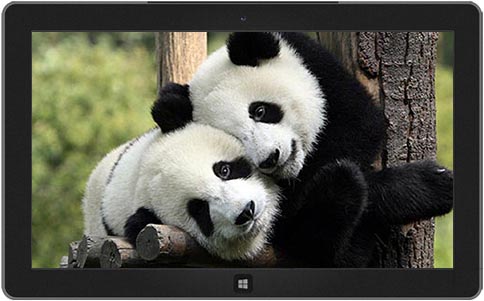 30 Amazing Free Windows 10 Themes of the Animal Kingdom (For Animal Lovers)