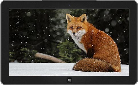 30 Amazing Free Windows 10 Themes of the Animal Kingdom (For Animal Lovers)