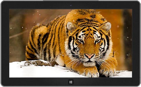 30 Amazing Free Windows 10 Themes of the Animal Kingdom (For Animal Lovers)