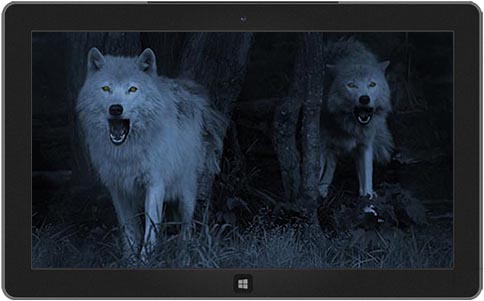 30 Amazing Free Windows 10 Themes of the Animal Kingdom (For Animal Lovers)